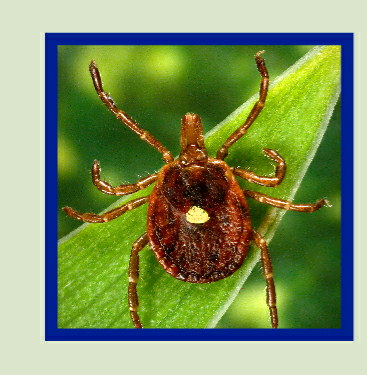 Patient Education | Shaftsbury Medical